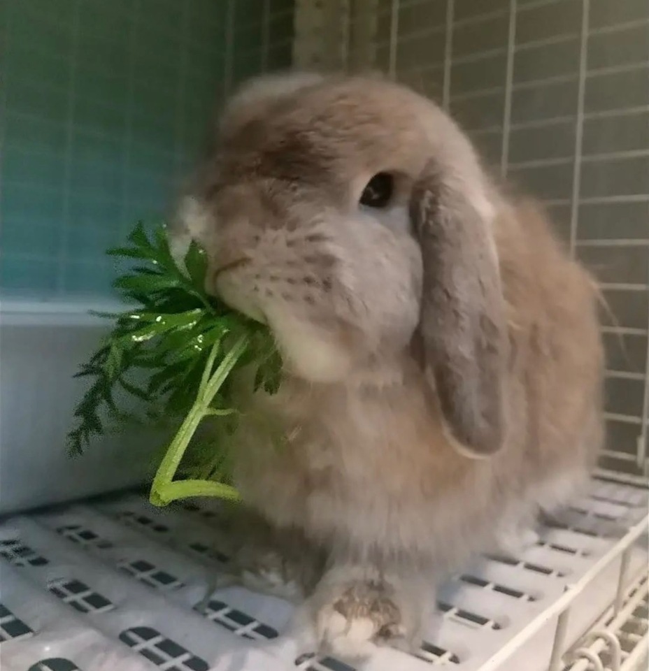 高市総理の外交手腕と政策: 美容家ルネのBeautyDiary♡